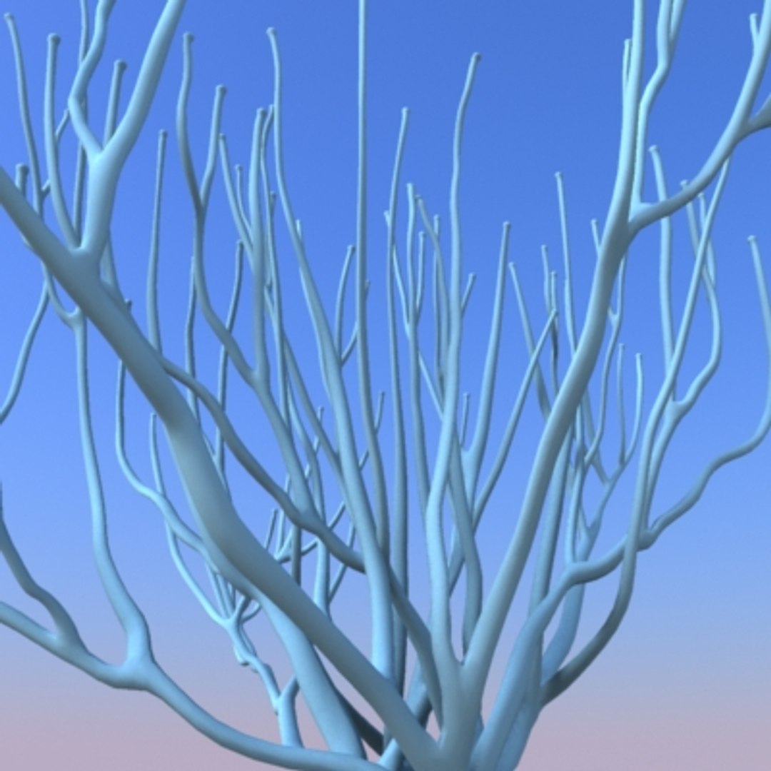 Coral 3d Model