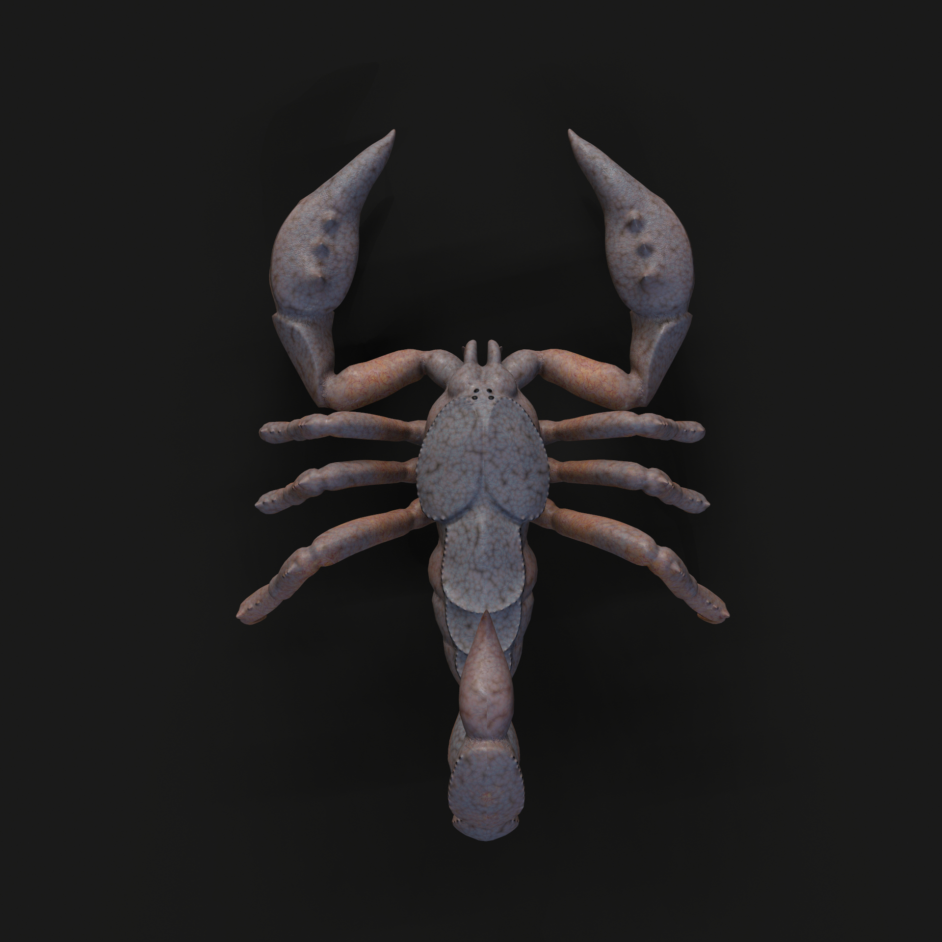 3D Scorpion Animation and Texture Pack 3D model - TurboSquid 1788573