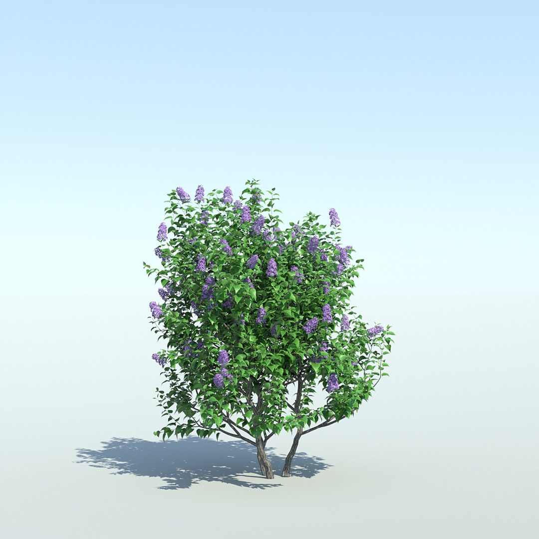 3d Model Lilac Tree