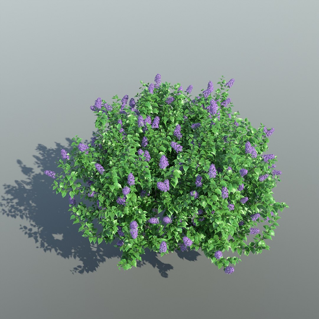 3d Model Lilac Tree