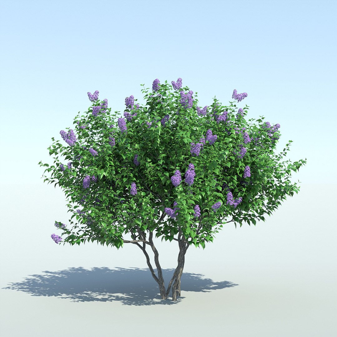 3d Model Lilac Tree
