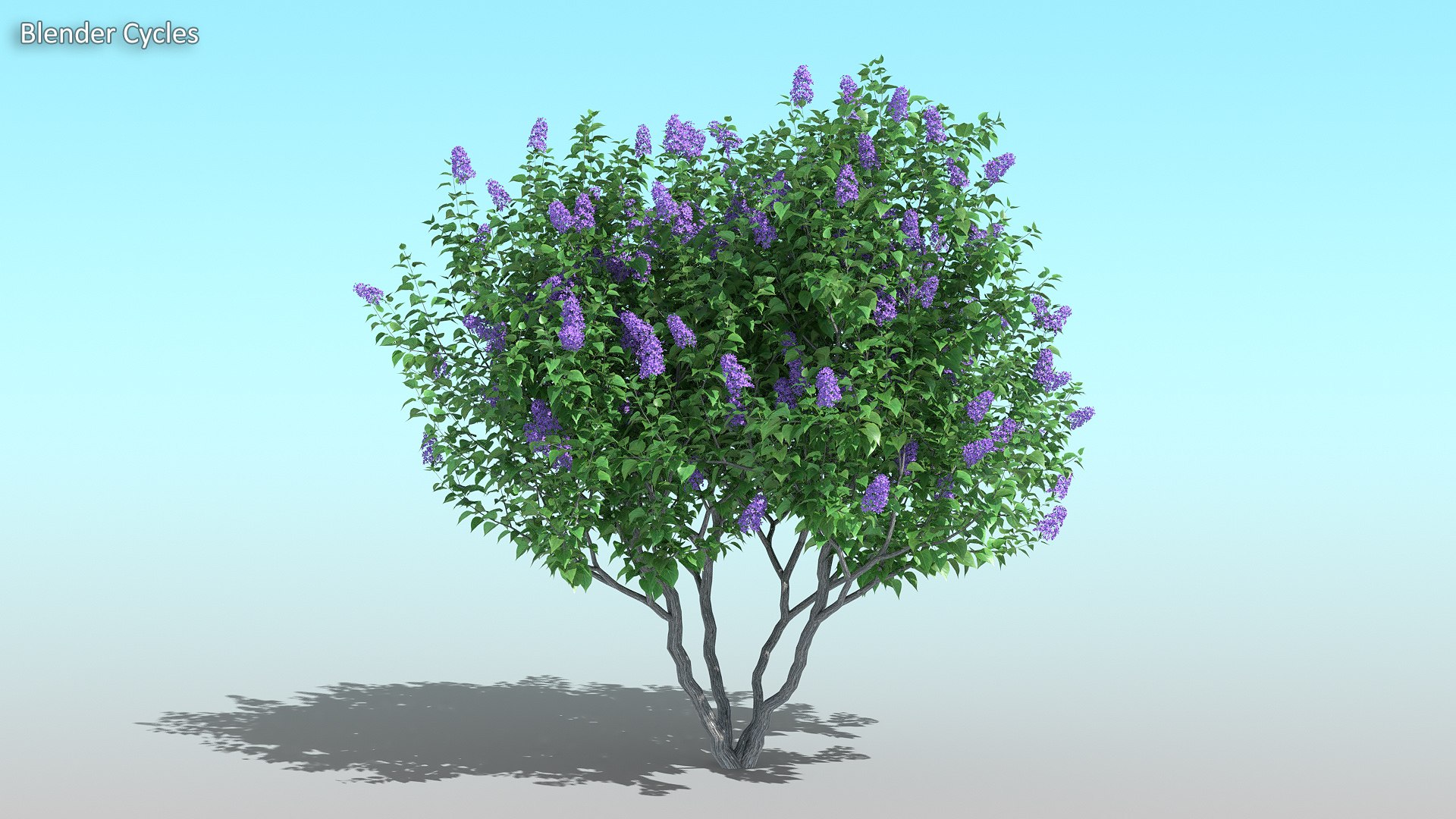 3d Model Lilac Tree