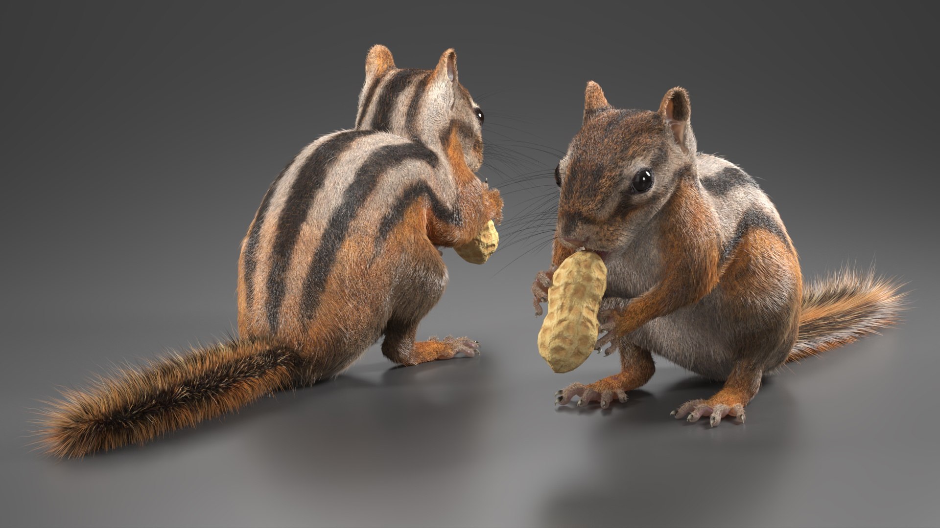 3D Chipmunk Holding Peanut Fur Model - TurboSquid 2434098