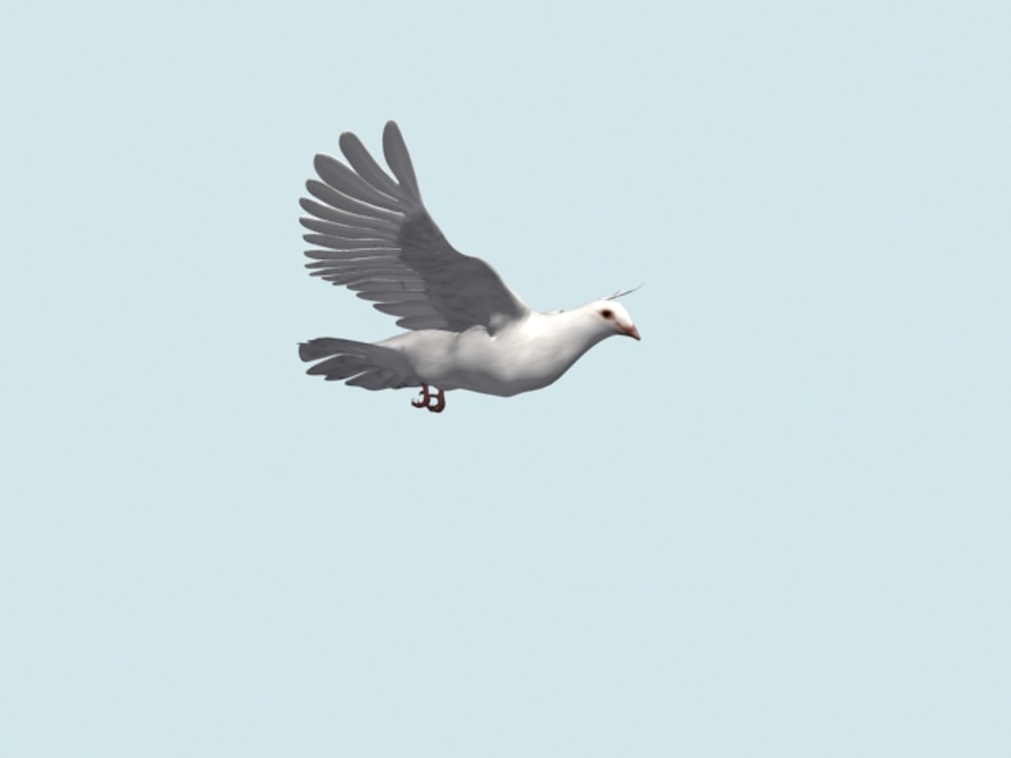 3d White Dove Rigged Animation