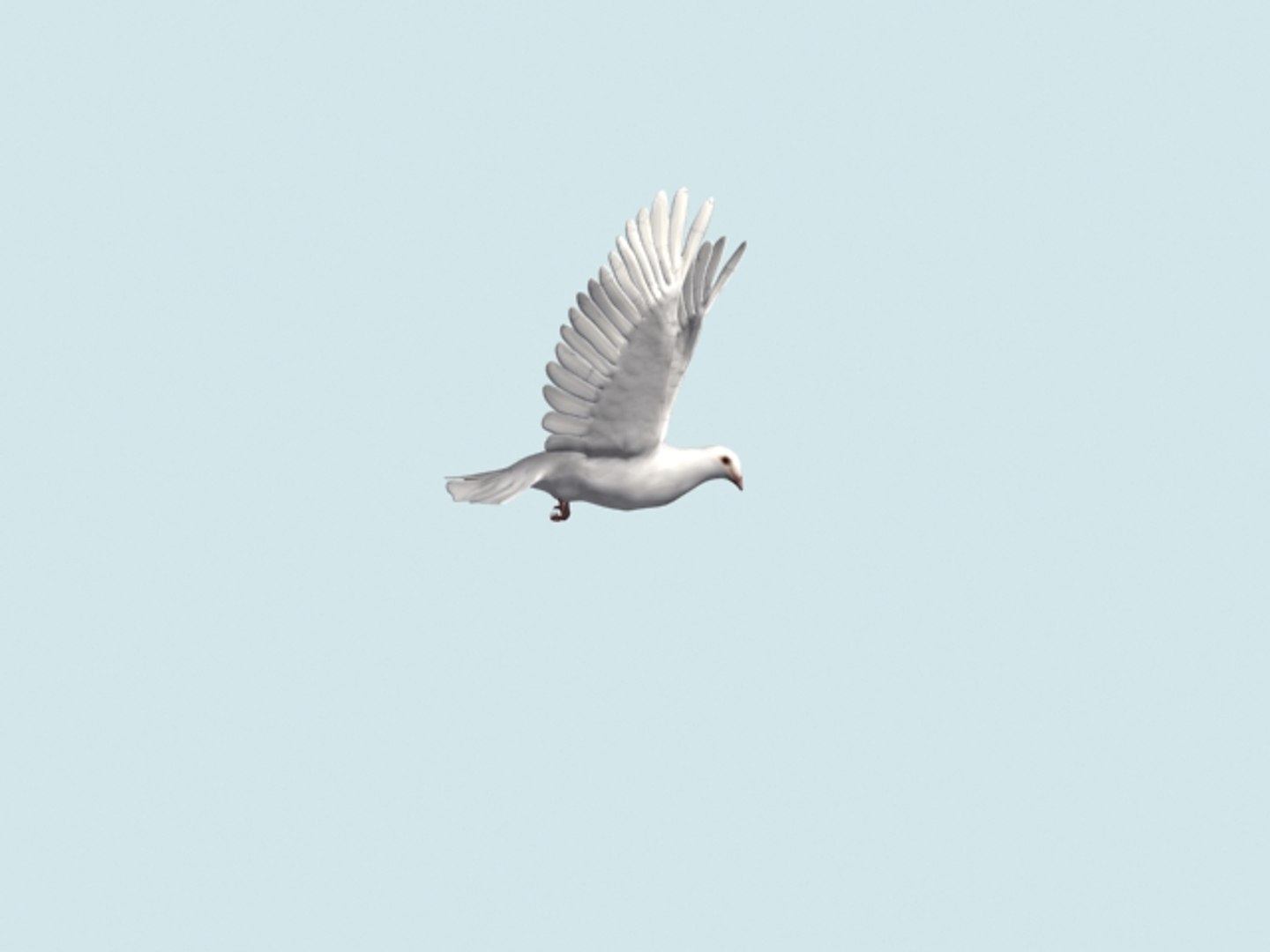 3d White Dove Rigged Animation
