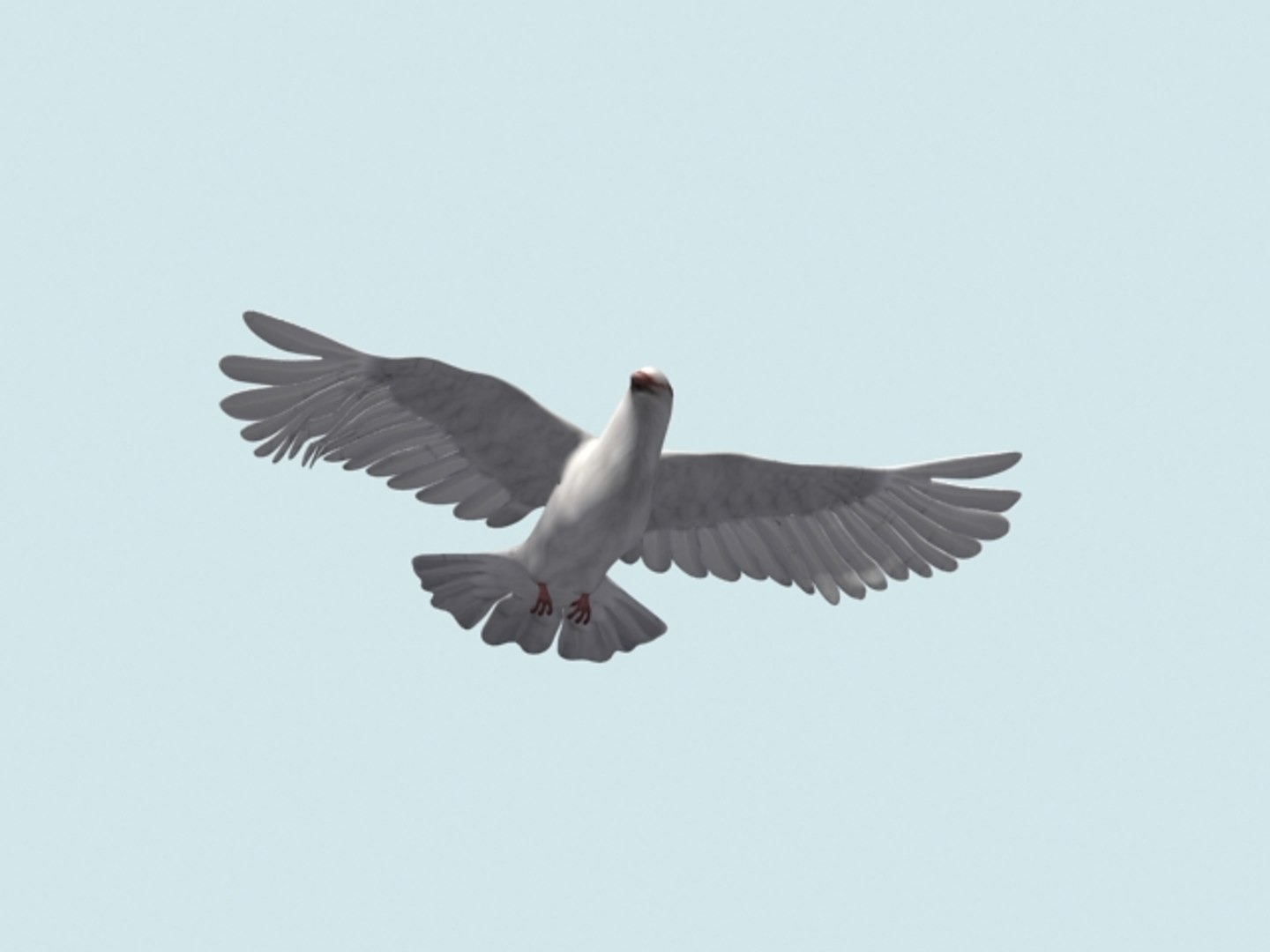 3d White Dove Rigged Animation