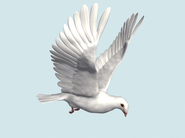 3d white dove rigged animation