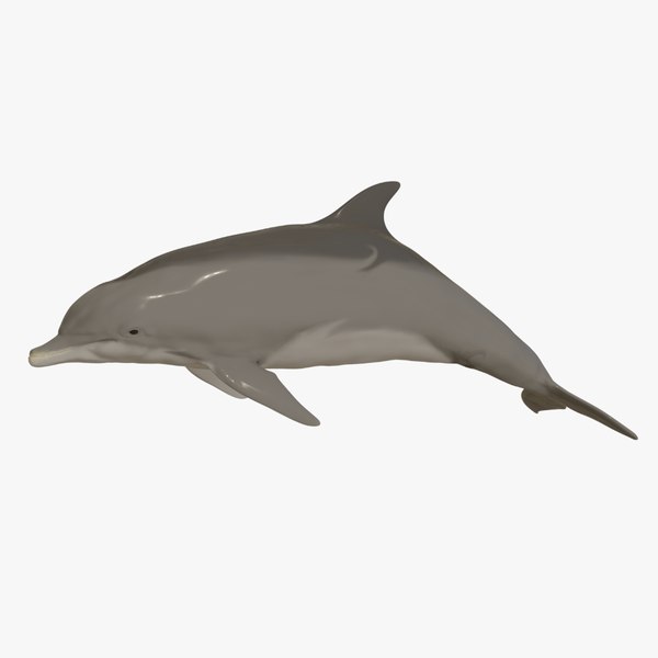 Blender Dolphin Models | TurboSquid