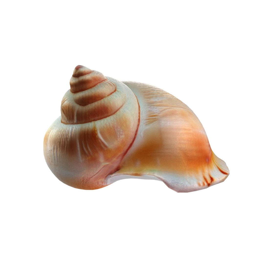 Conch Shell V6 3D - TurboSquid 2370734