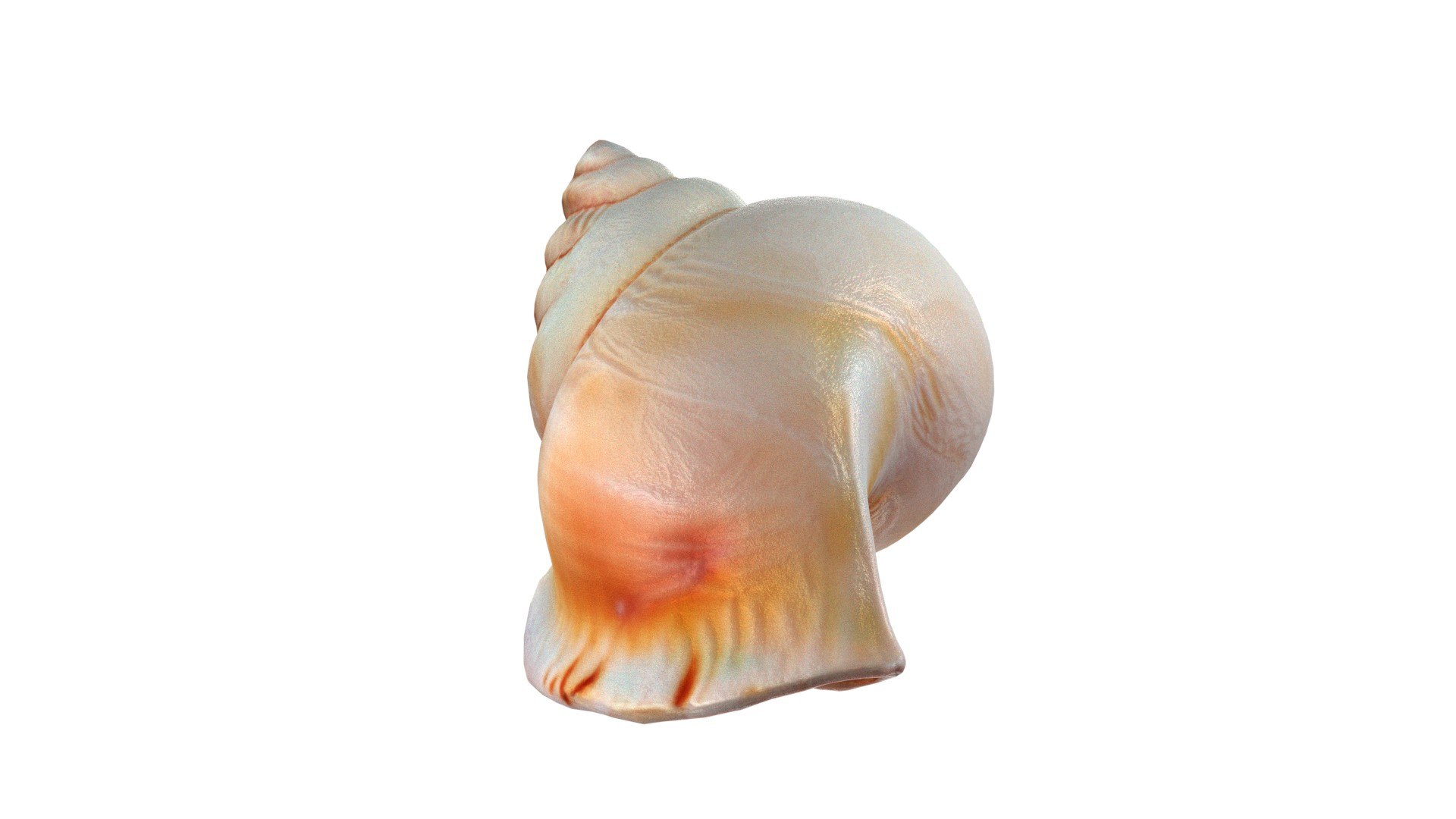 Conch Shell V6 3D - TurboSquid 2370734
