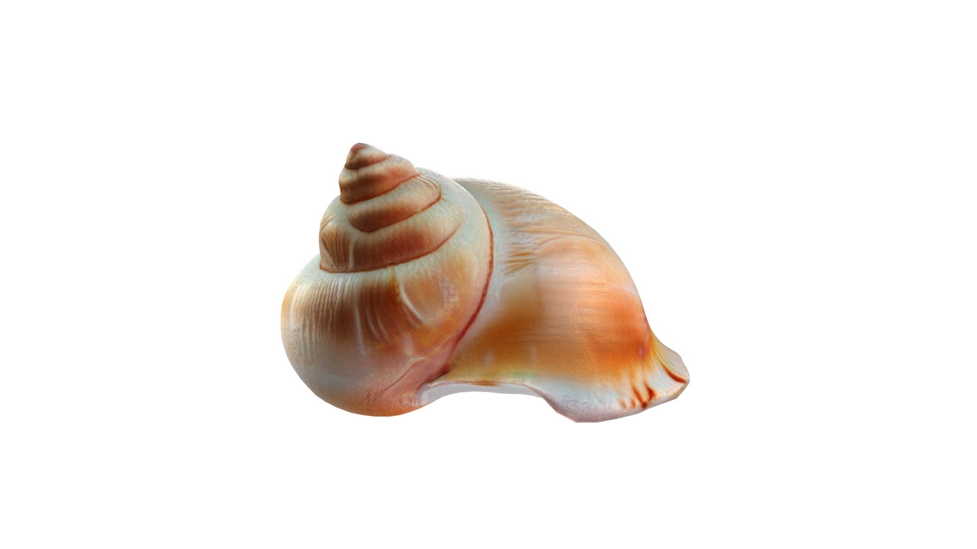 Conch Shell V6 3D - TurboSquid 2370734