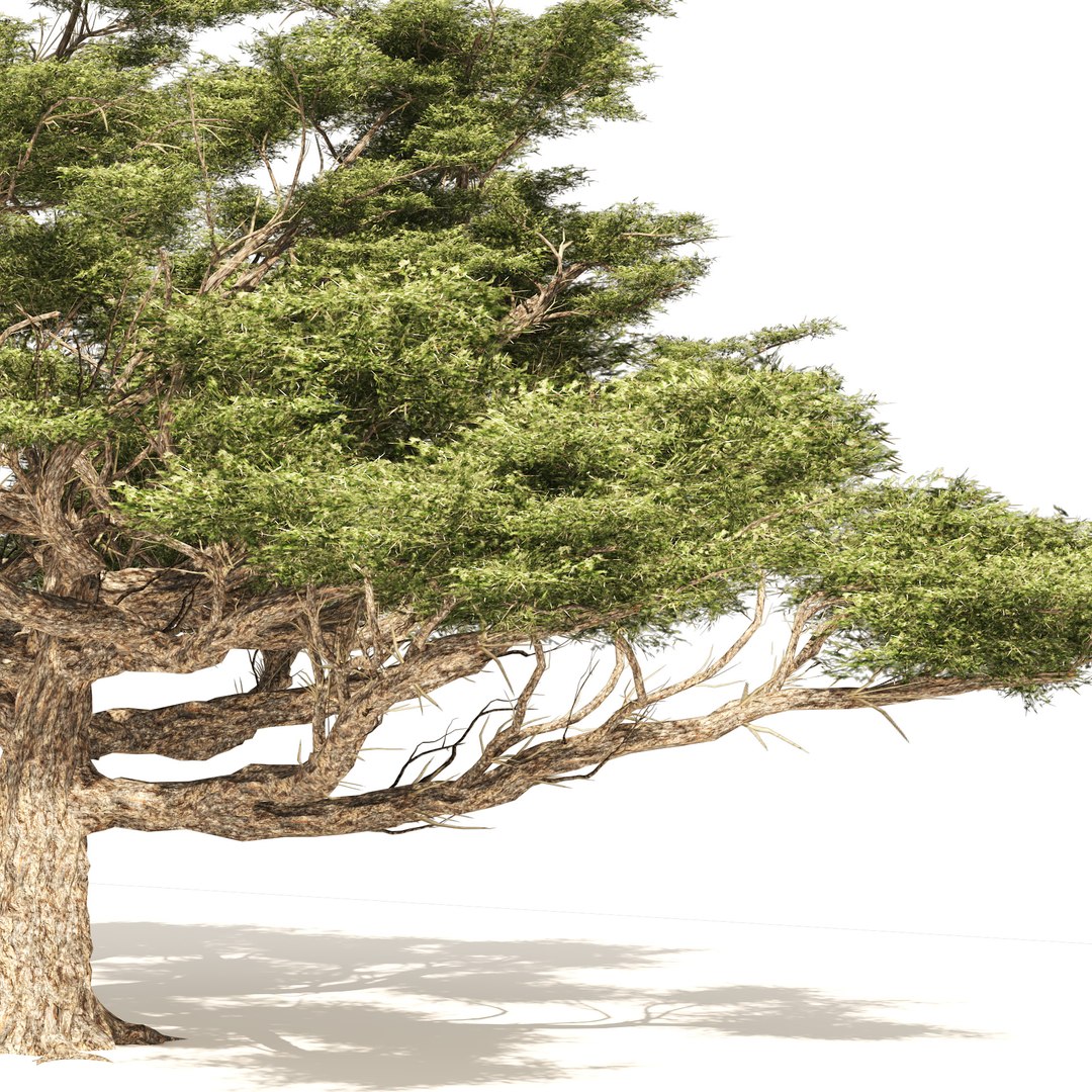 3 Acacia Trees Model - TurboSquid 1924884