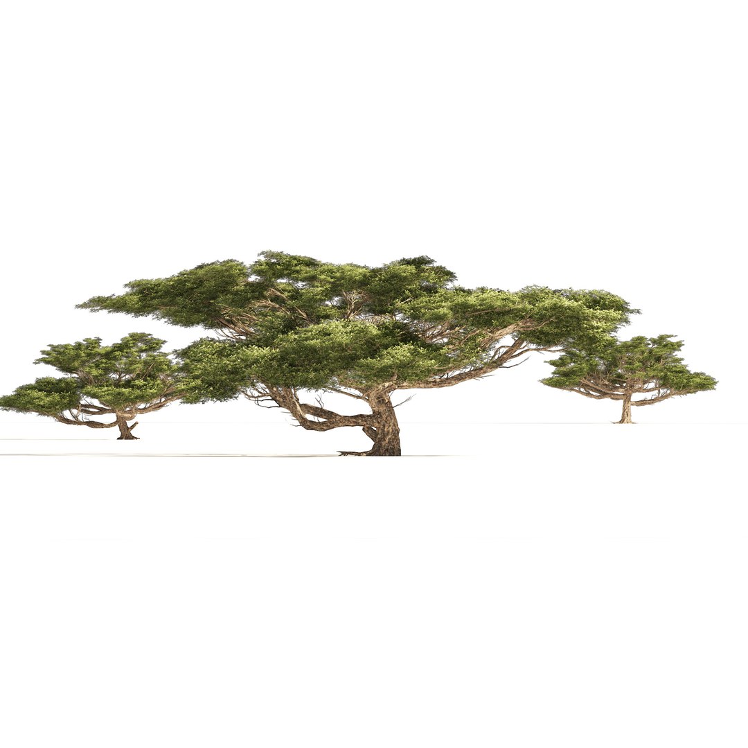 3 Acacia Trees Model - TurboSquid 1924884