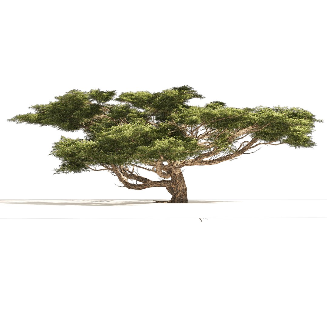 3 Acacia Trees Model - TurboSquid 1924884
