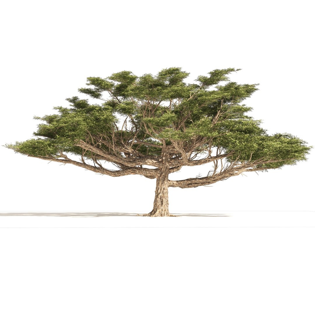 3 Acacia Trees Model - TurboSquid 1924884