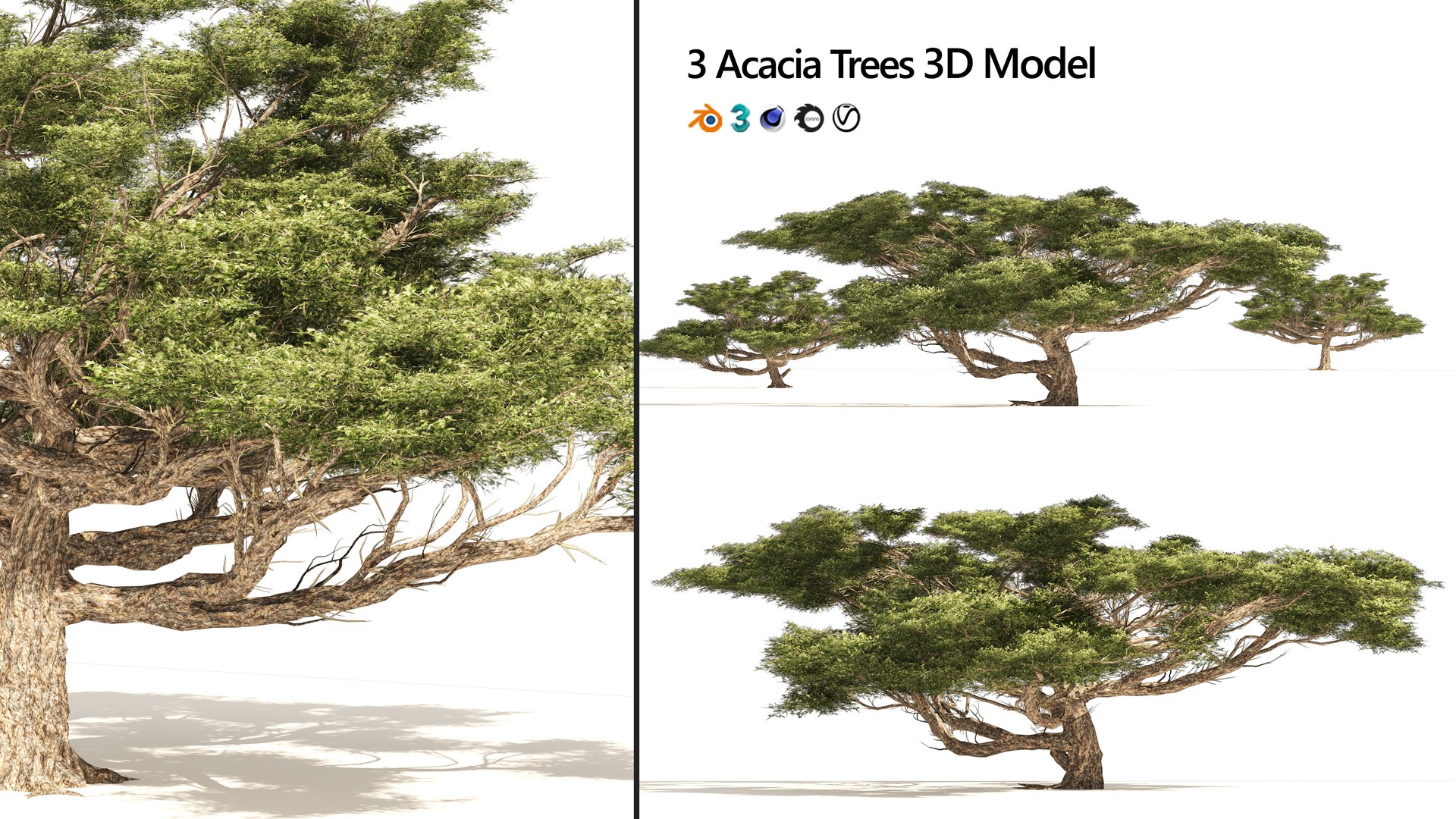 3 Acacia Trees Model - TurboSquid 1924884