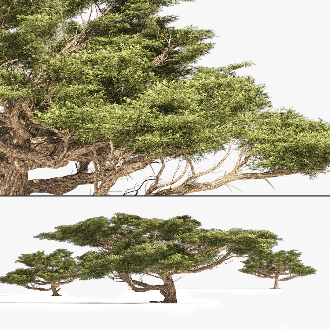 3 Acacia Trees Model - TurboSquid 1924884