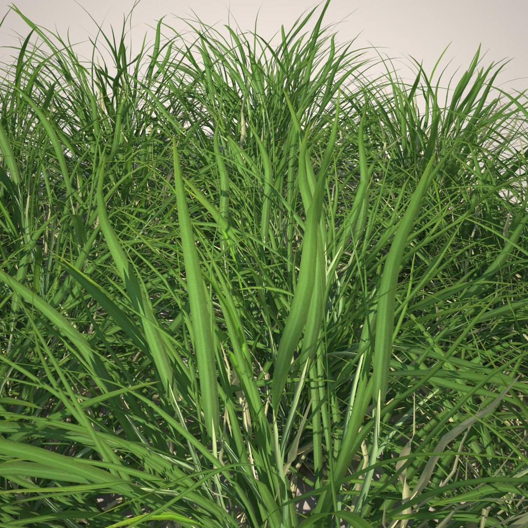 3ds max plants ryegrass english grass lawn