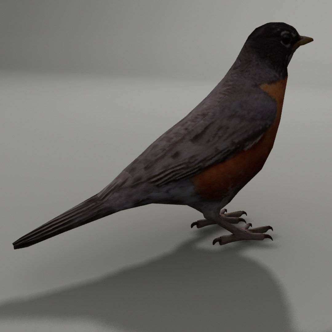 3d robin model