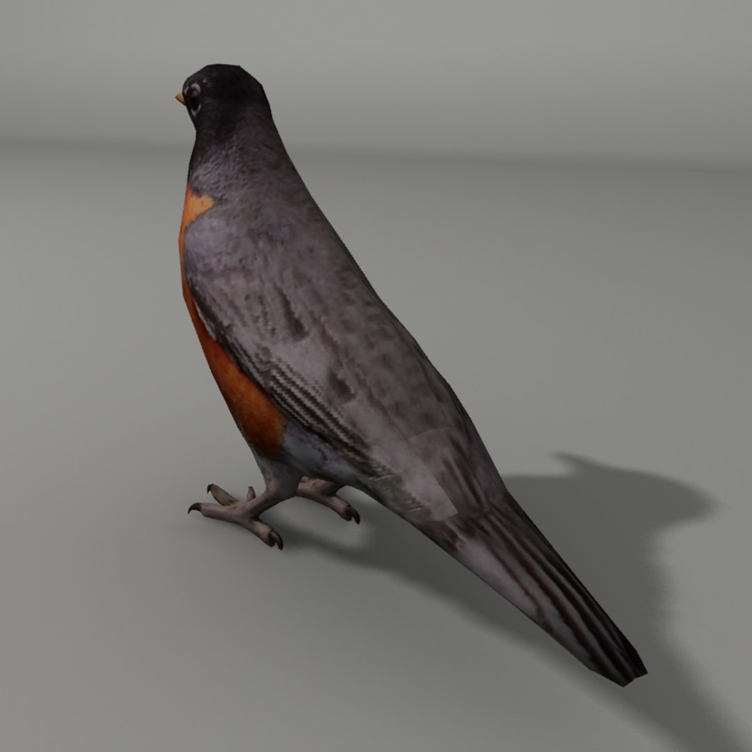3d robin model