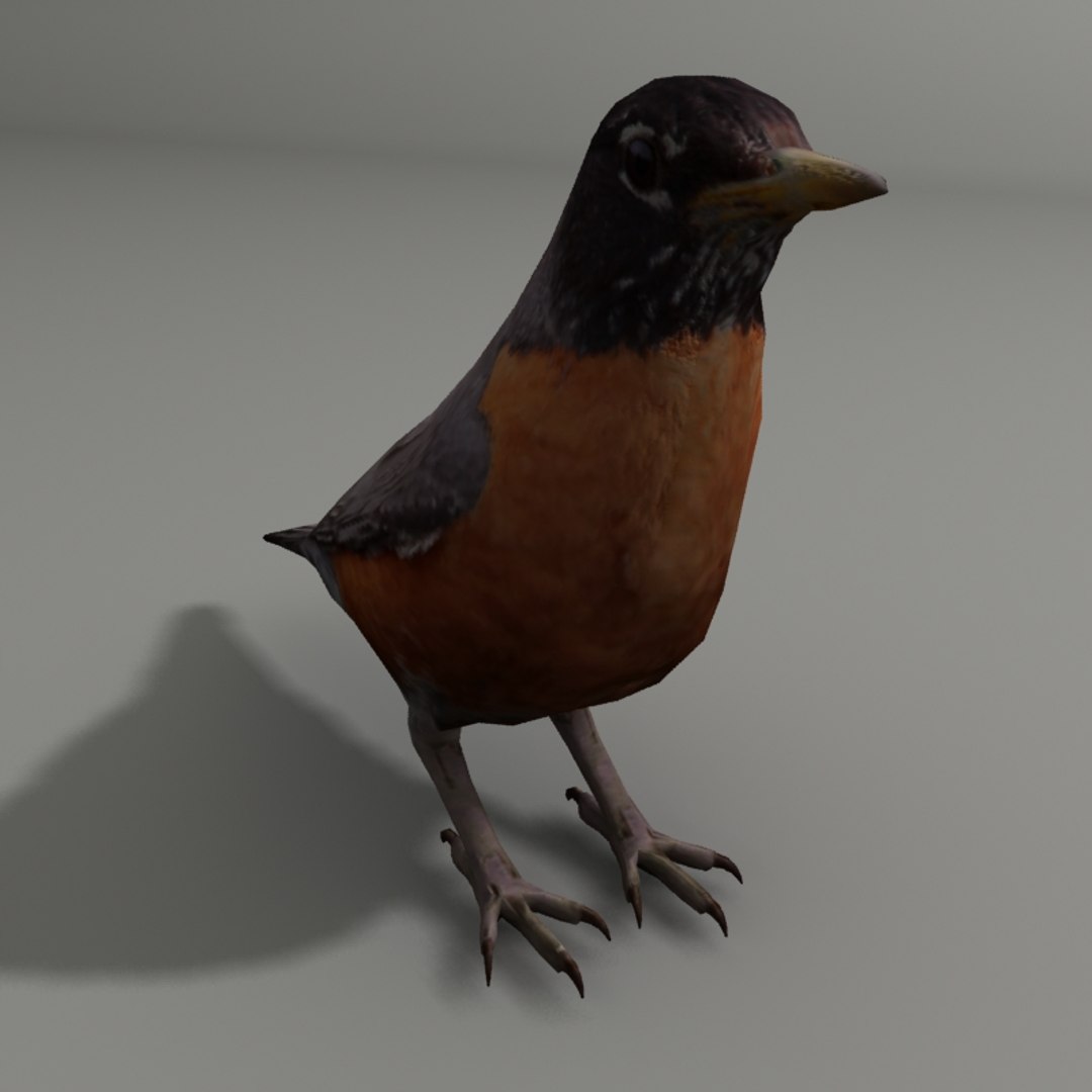 3d robin model
