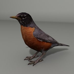 3D Robin Models - Browse & Download Formats - TurboSquid