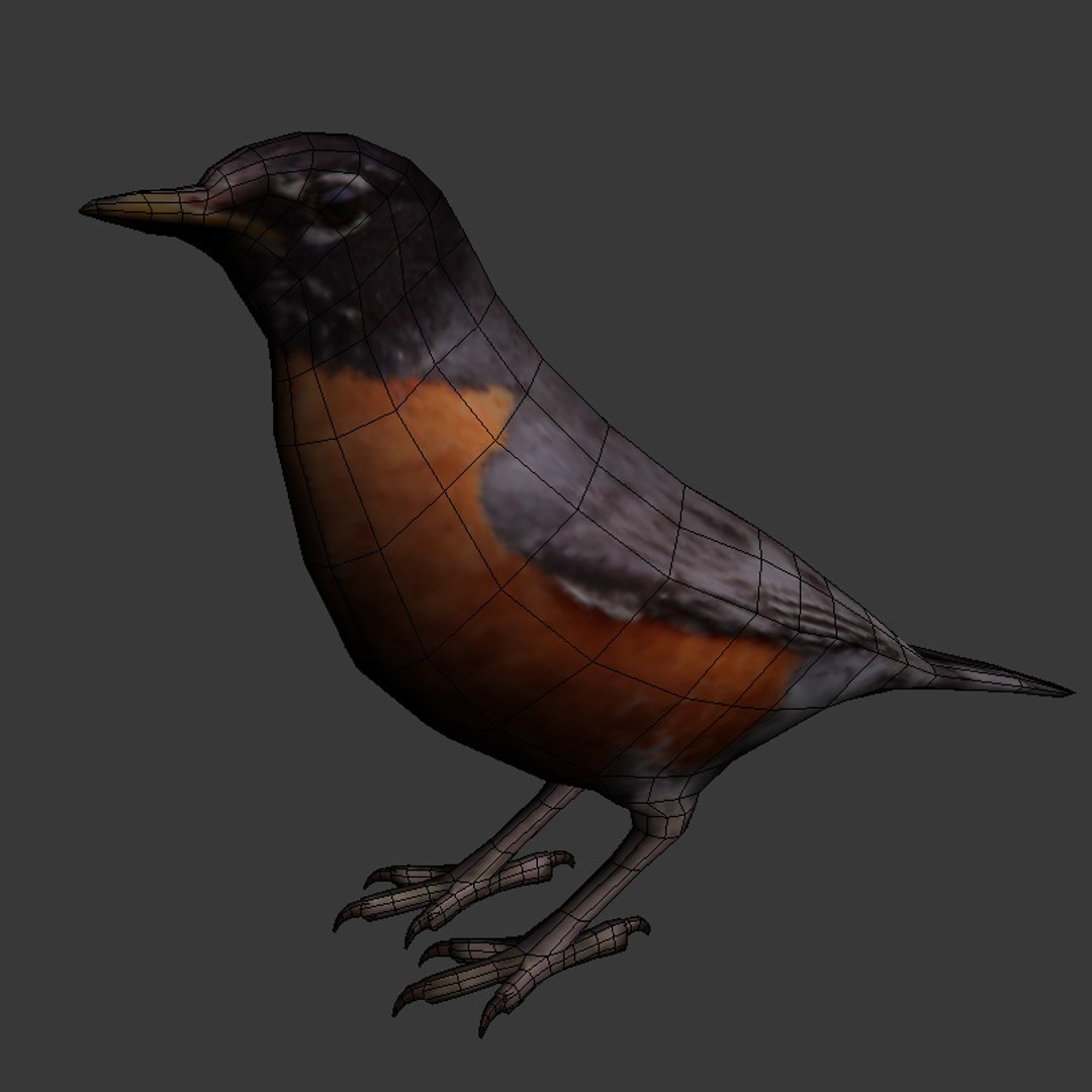 3d robin model
