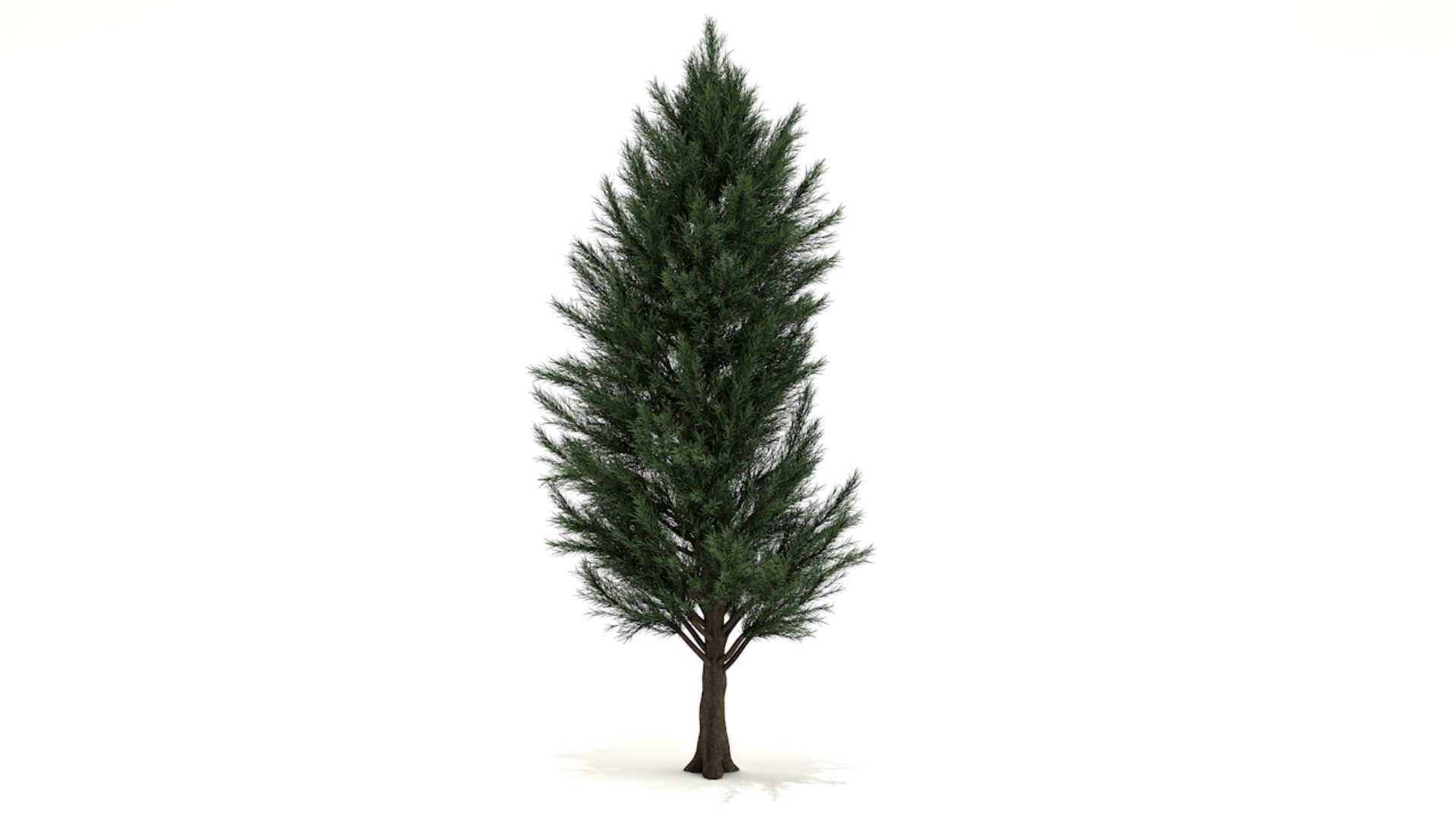 Kaizuka tree 3D model - TurboSquid 1397085