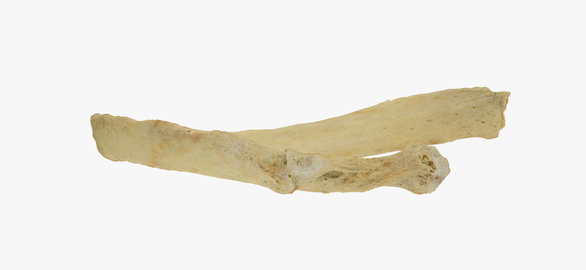Costae Verae True Rib 3D Model - TurboSquid 1534337