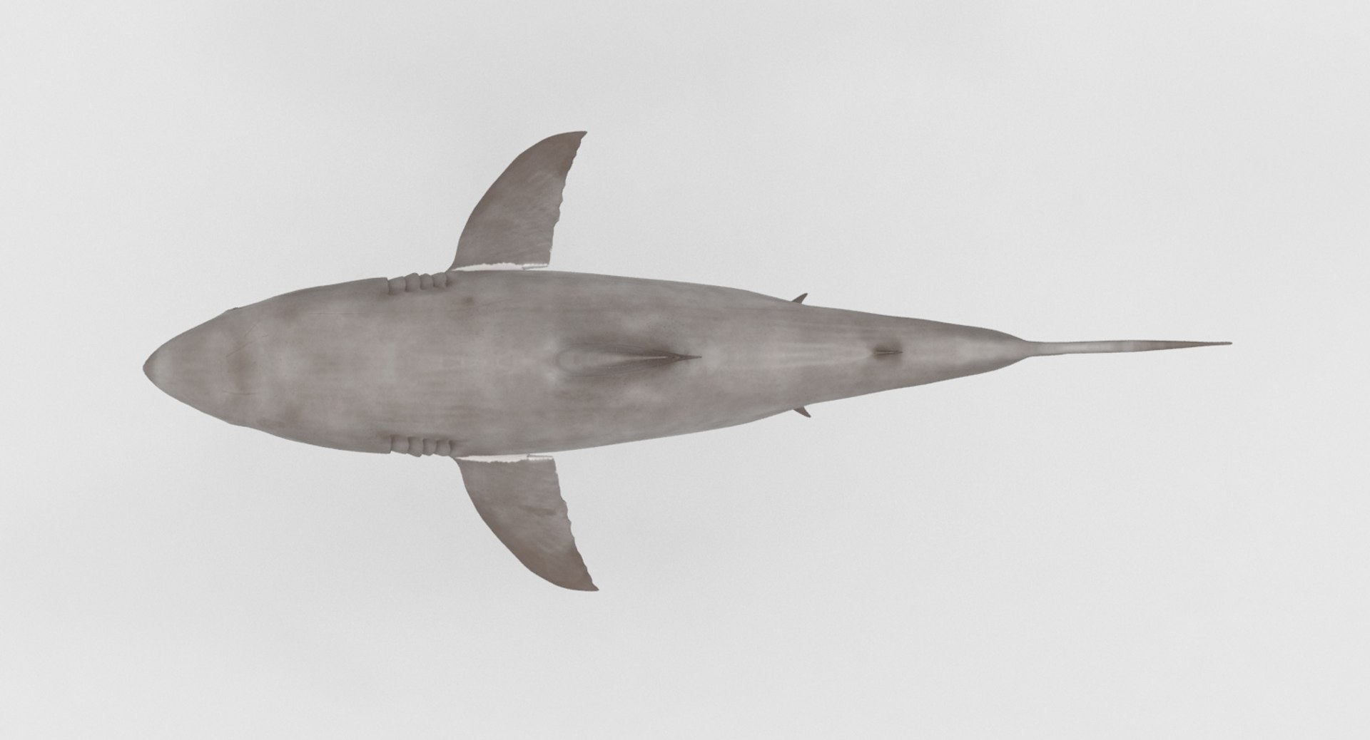 Great White Shark Model - TurboSquid 1235599