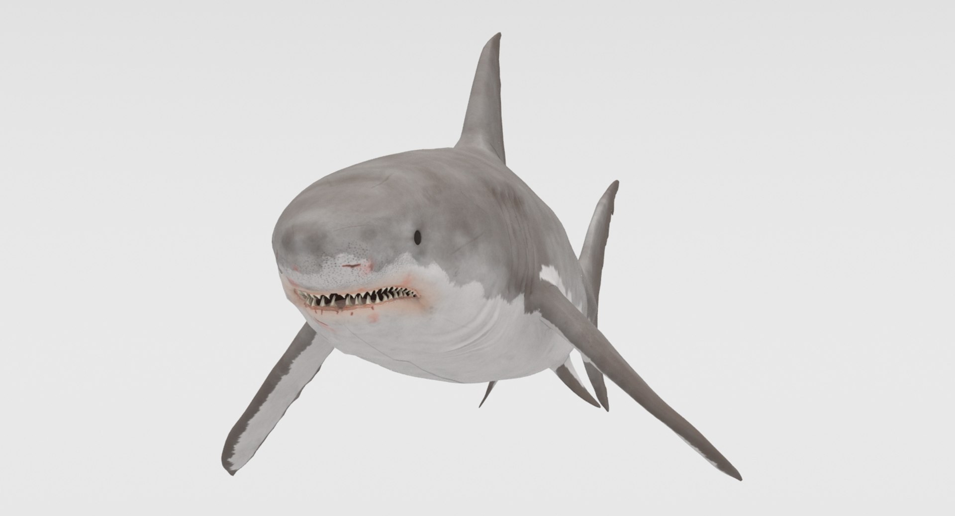 Great White Shark Model - TurboSquid 1235599