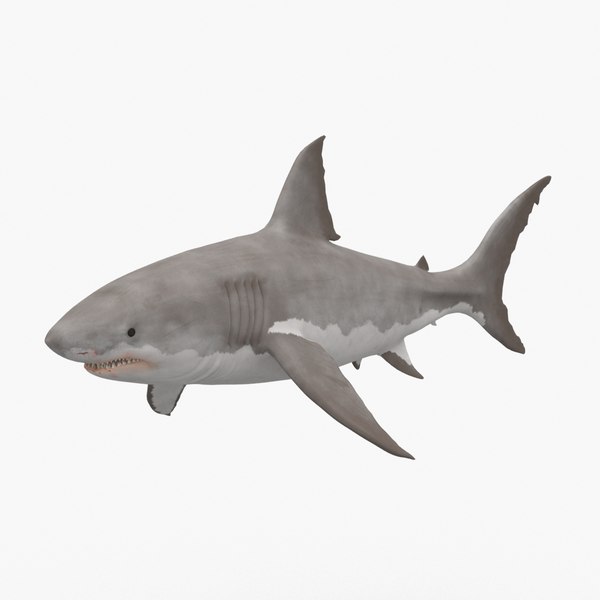 Great white shark model - TurboSquid 1235599