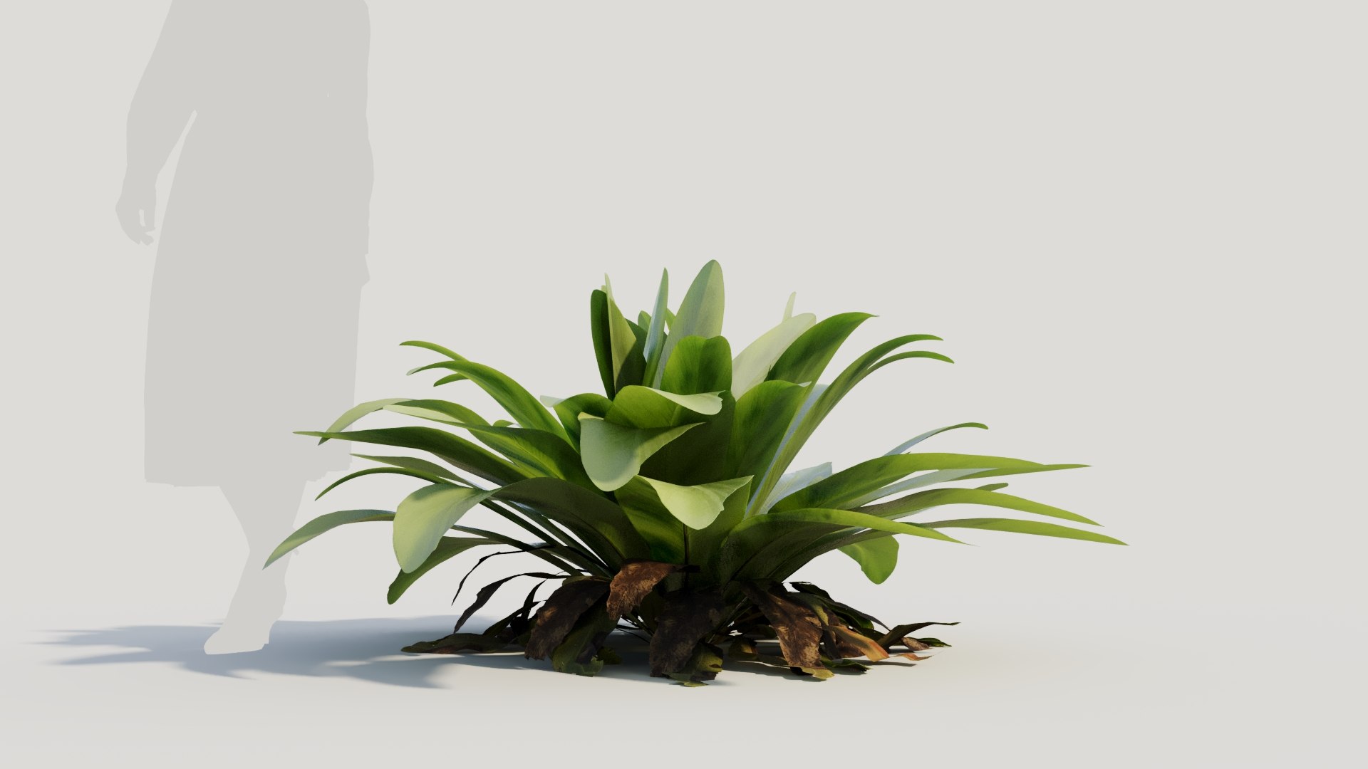 3D Model Asplenium Nidus C - TurboSquid 2178225