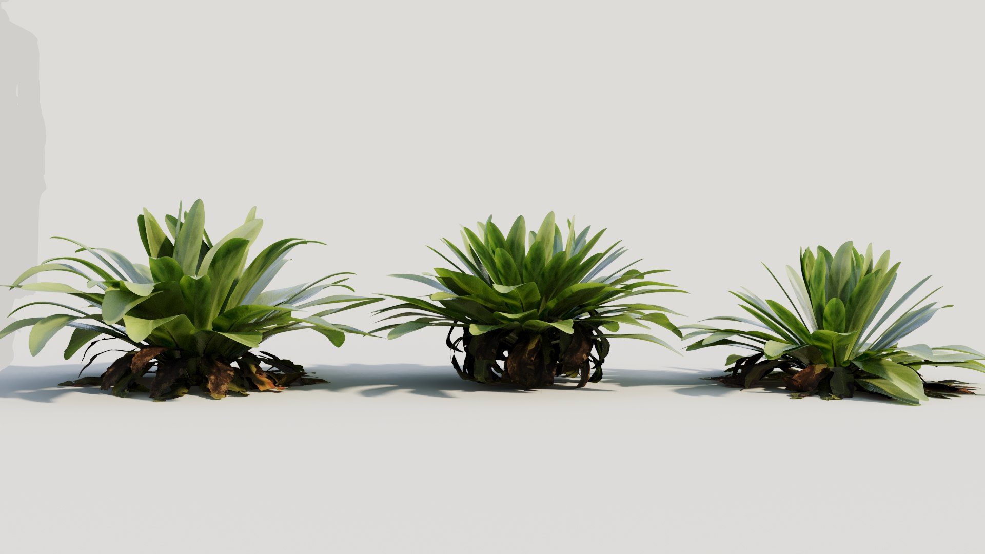 3D Model Asplenium Nidus C - TurboSquid 2178225