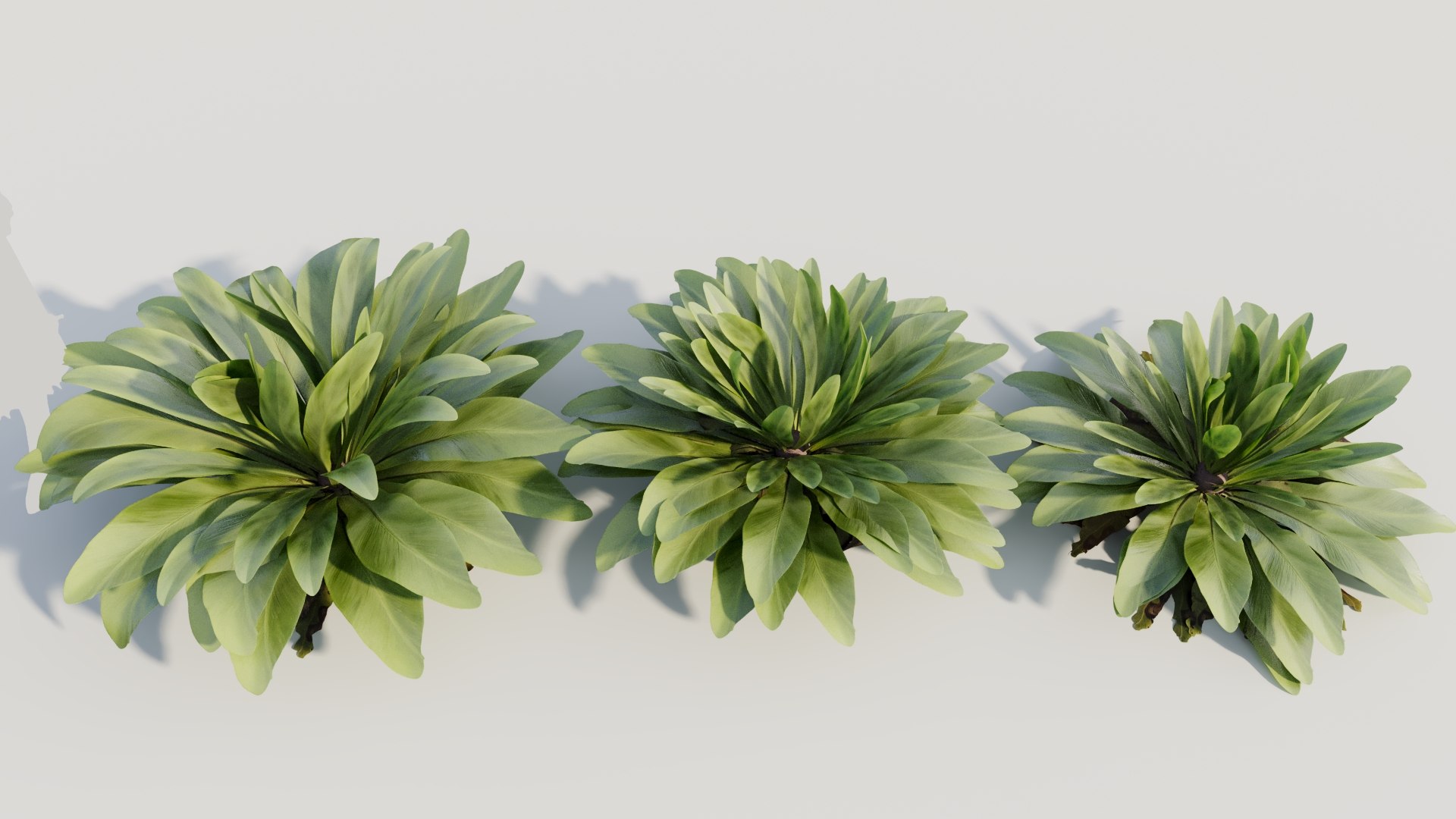 3D Model Asplenium Nidus C - TurboSquid 2178225