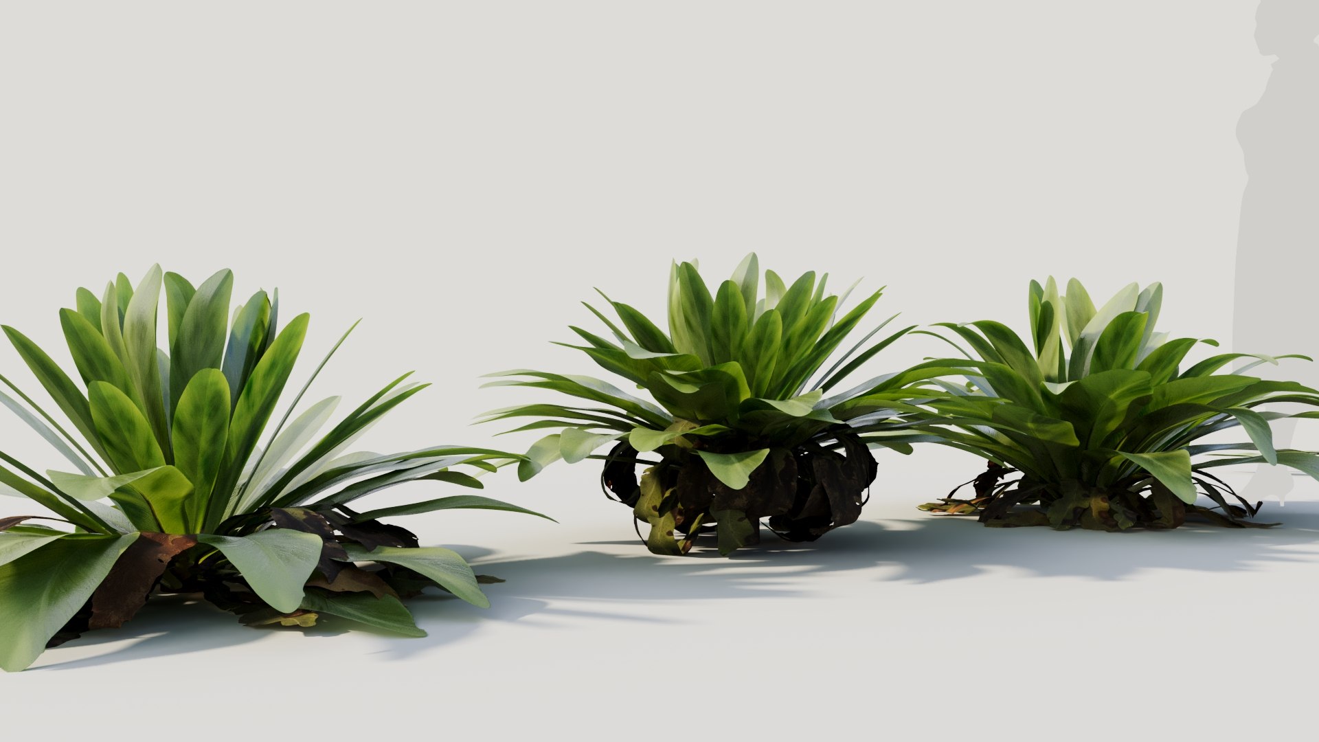3D Model Asplenium Nidus C - TurboSquid 2178225