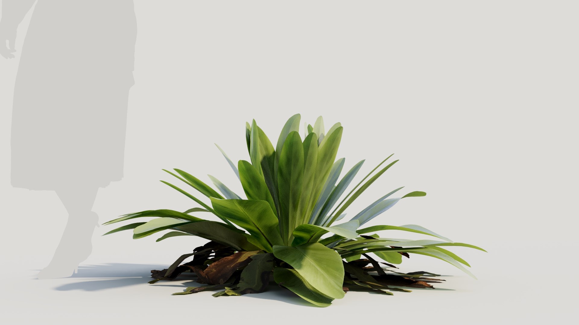 3D Model Asplenium Nidus C - TurboSquid 2178225