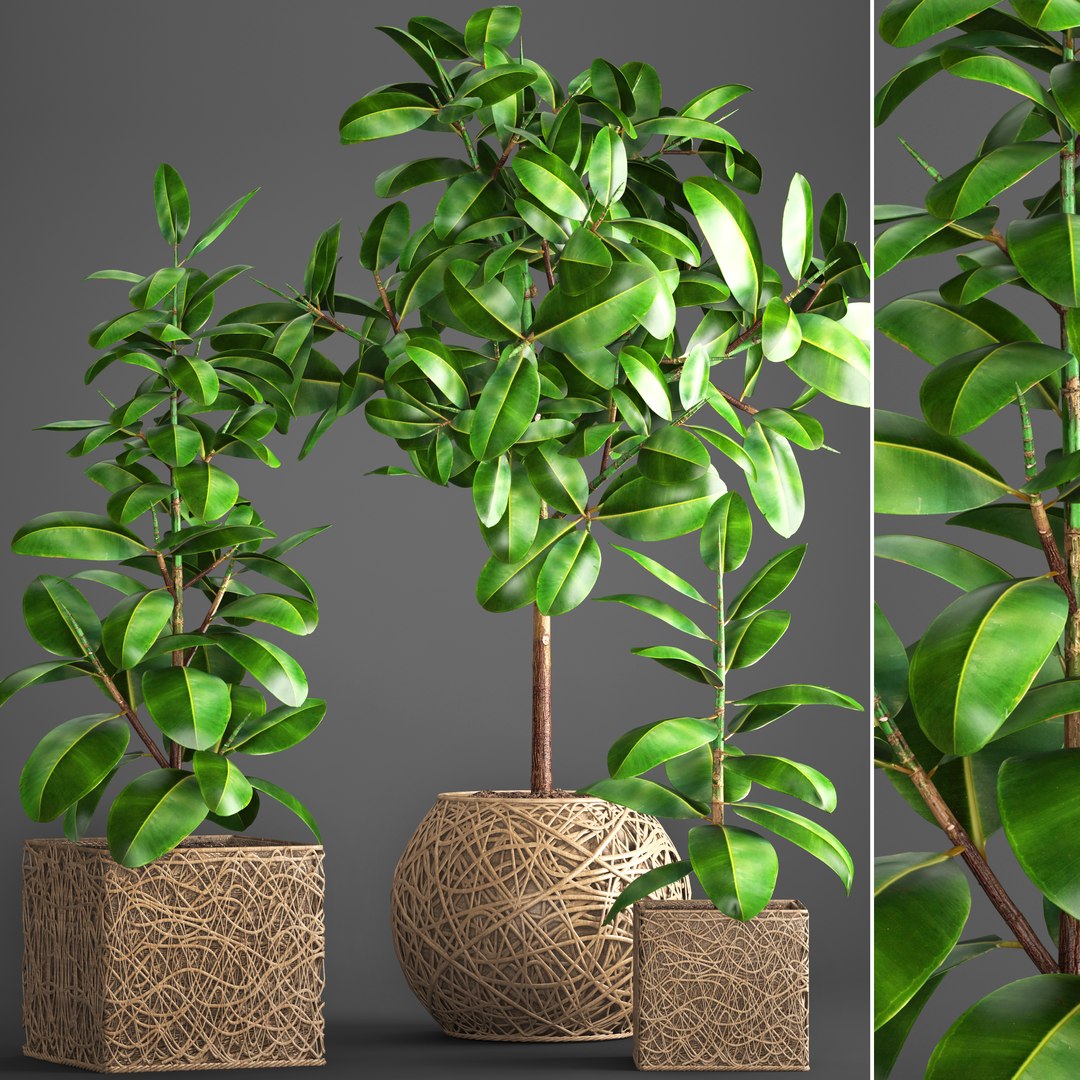 Ficus Robusta Tree 3D Model - TurboSquid 1210666