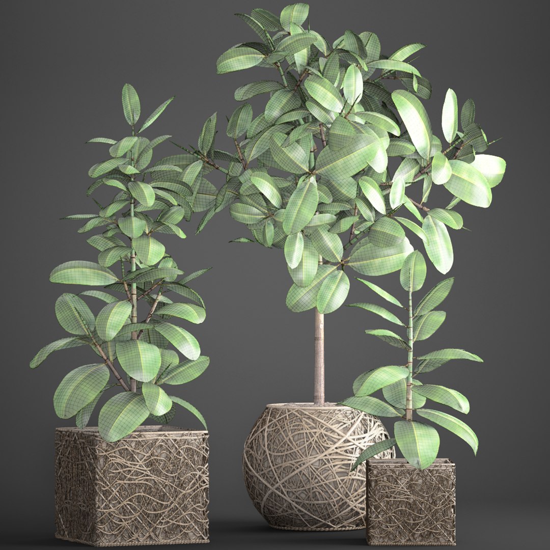 Ficus Robusta Tree 3D Model - TurboSquid 1210666