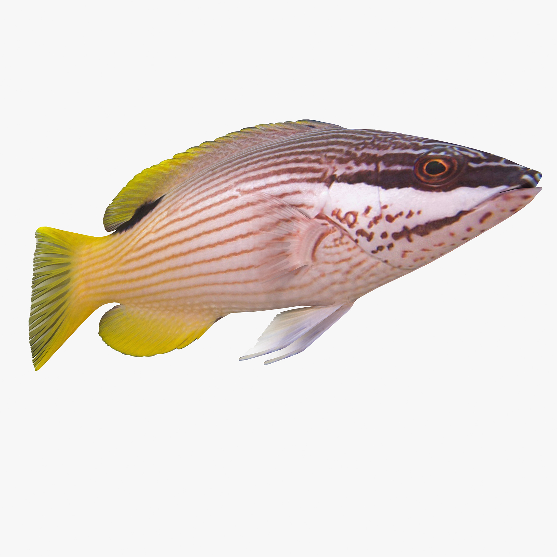 max saddleback hogfish