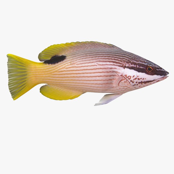 Hogfish 3D Models for Download | TurboSquid
