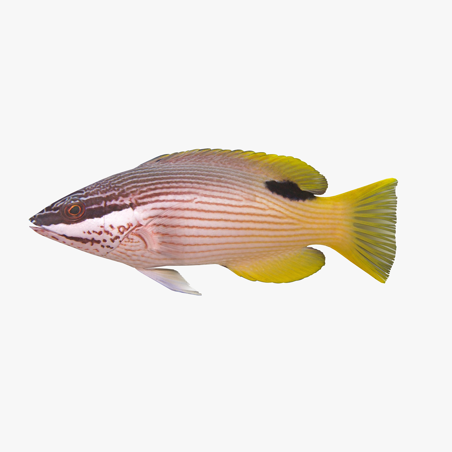 max saddleback hogfish
