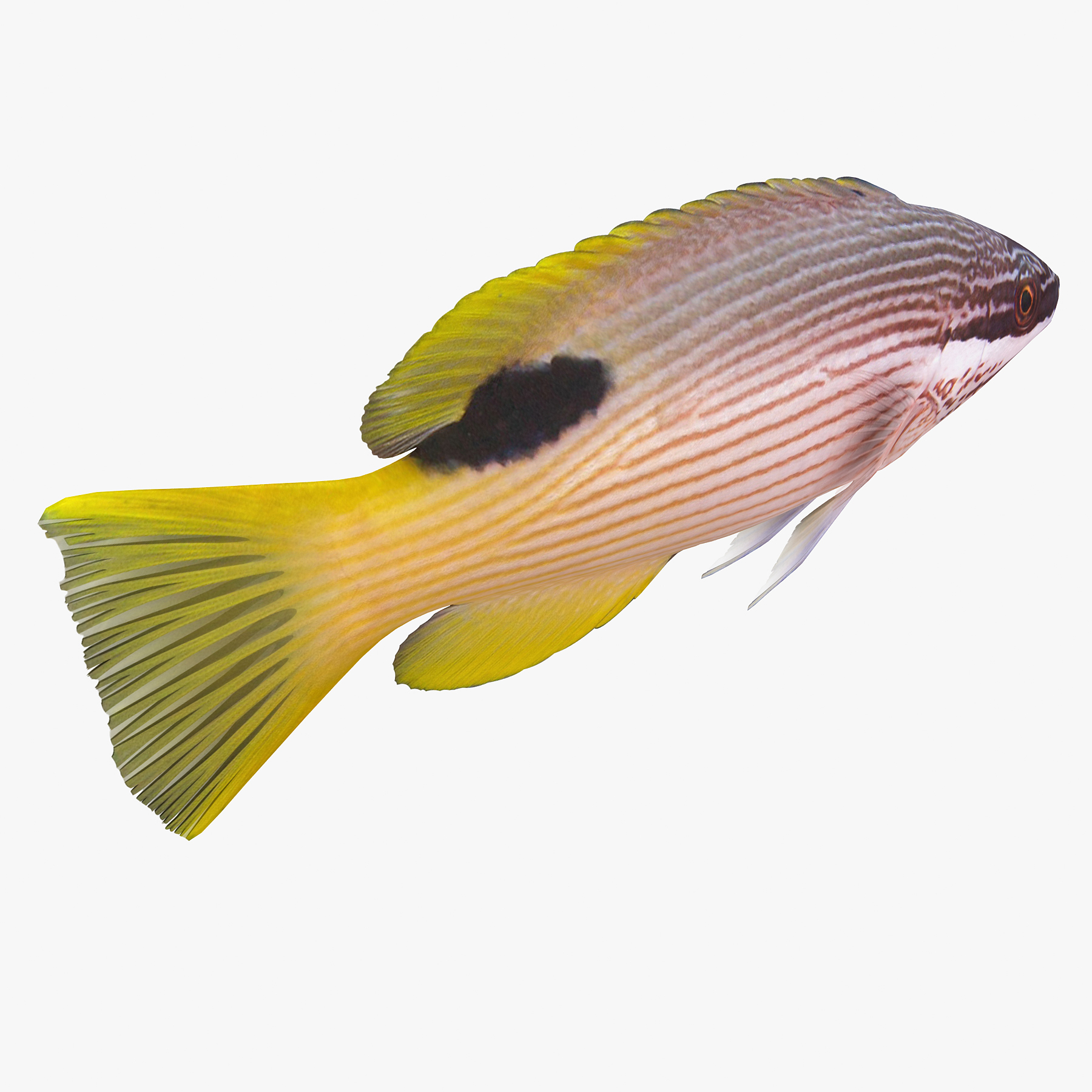 max saddleback hogfish