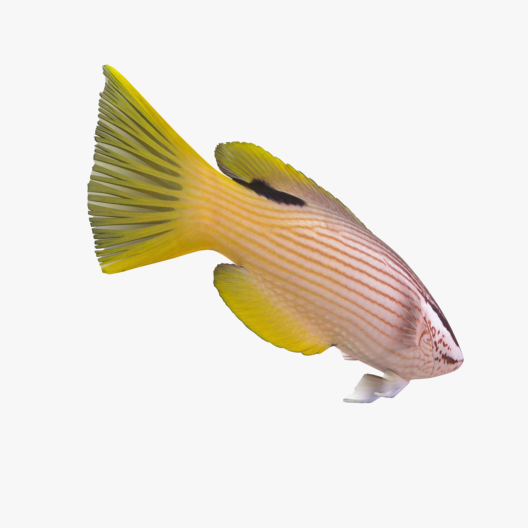 max saddleback hogfish