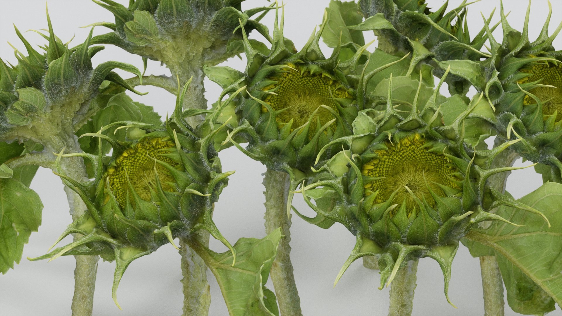 Flower Young Sunflower 3D Model - TurboSquid 1451644