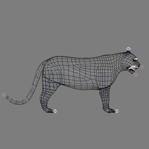 3d model of white tiger