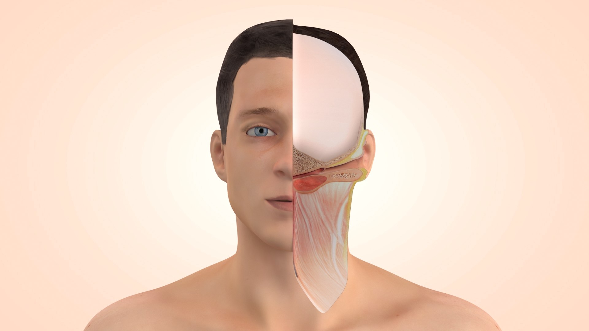 3D model head sliced anatomy - TurboSquid 1539137