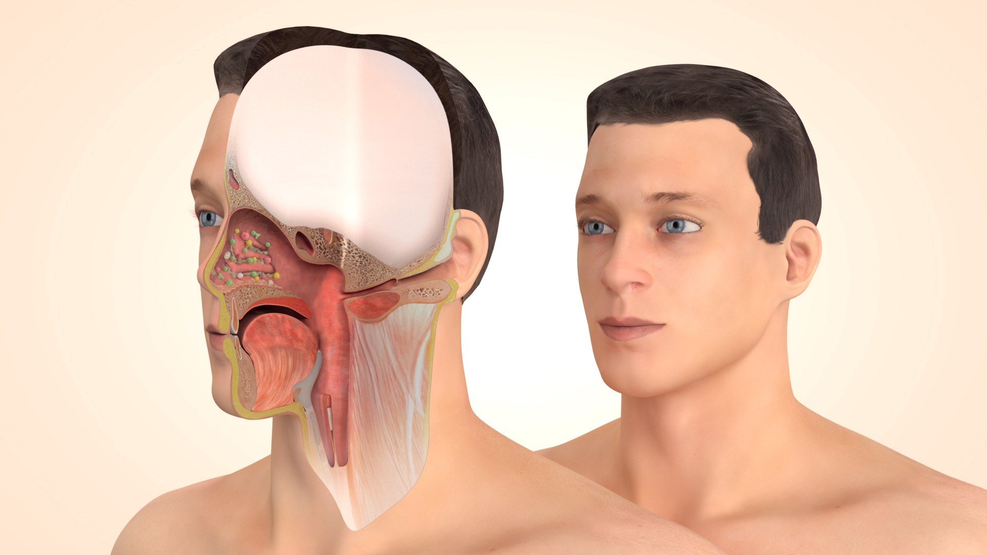 3D model head sliced anatomy - TurboSquid 1539137