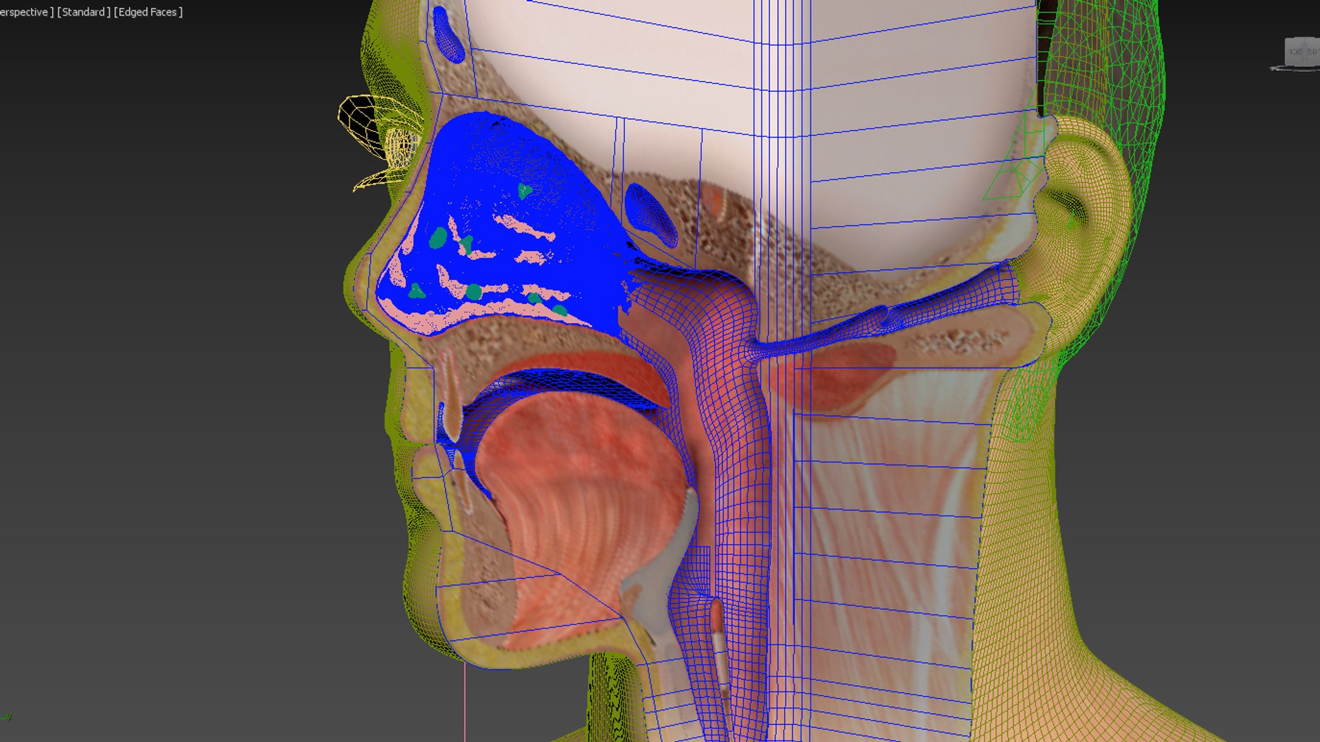 3D model head sliced anatomy - TurboSquid 1539137