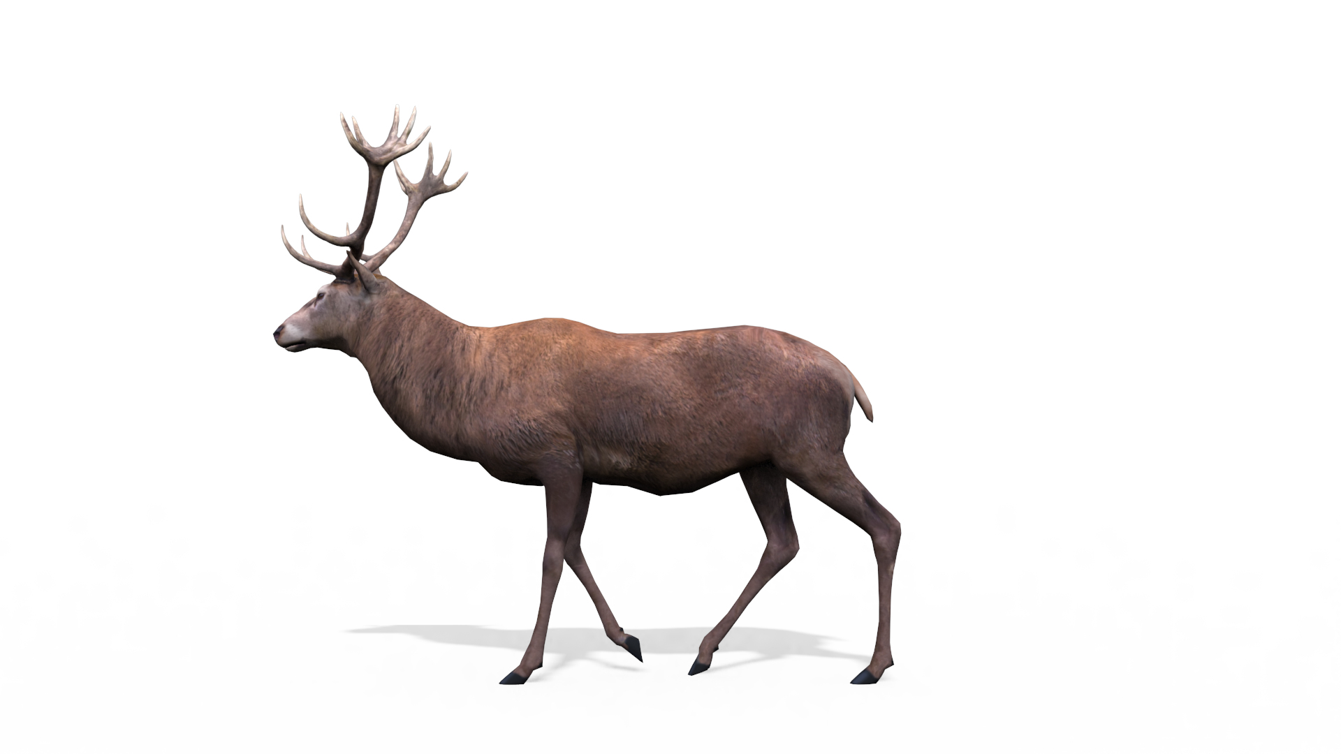 3D Model Red Deer - TurboSquid 1640963